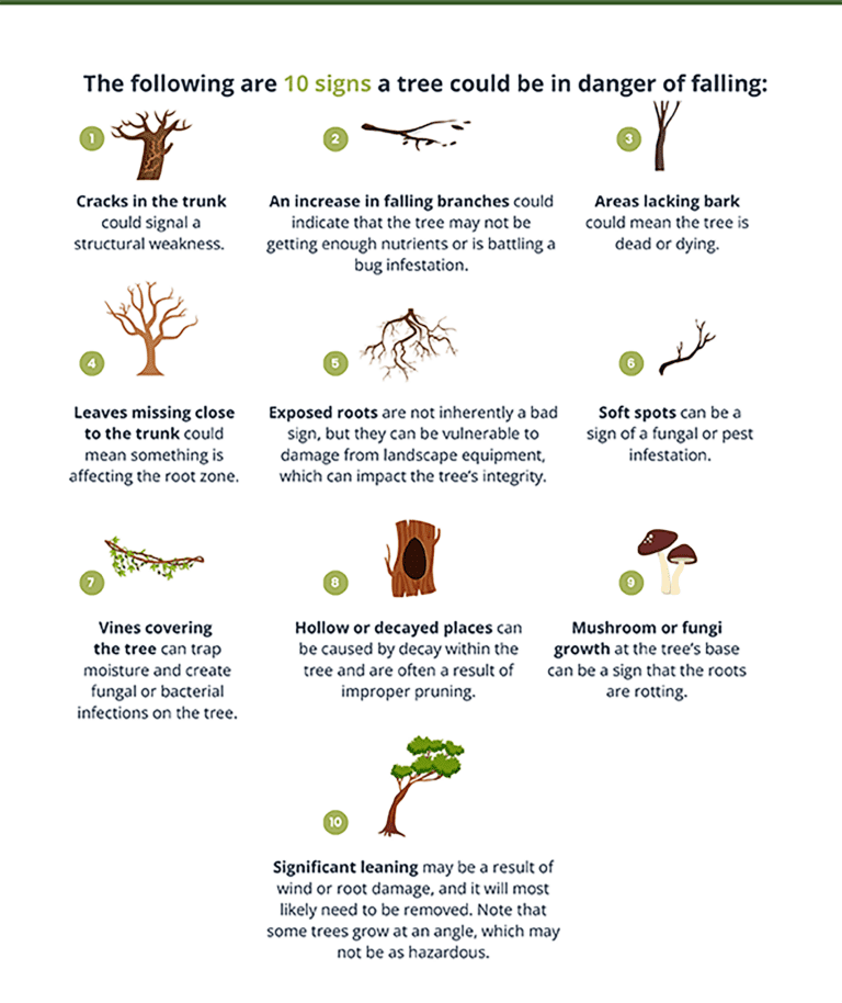 Ten Signs a Tree May Fall On Your House - Barrow Group Insurance